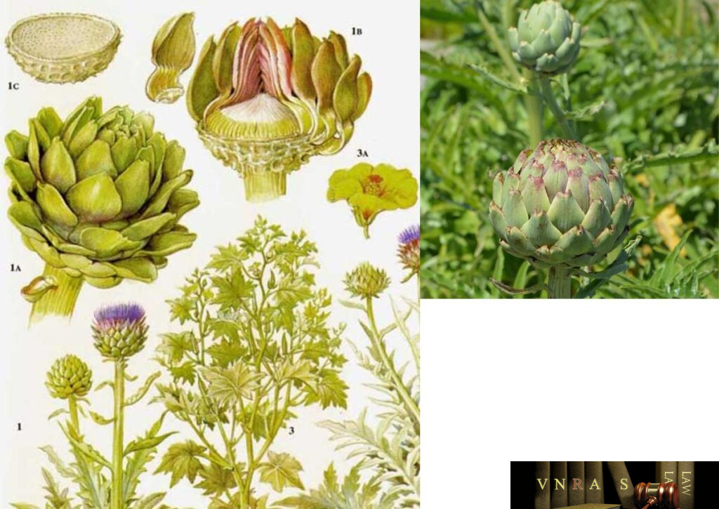 Cây Actiso - Những cây thuốc và vị thuốc Việt Nam - Đỗ Tất Lợi ...