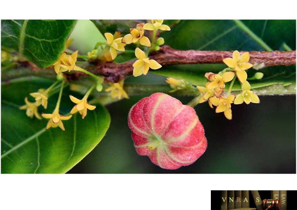 Cây Bòn Bọt (Chè Bọt) - Những cây thuốc và vị thuốc Việt Nam - Đỗ Tất ...