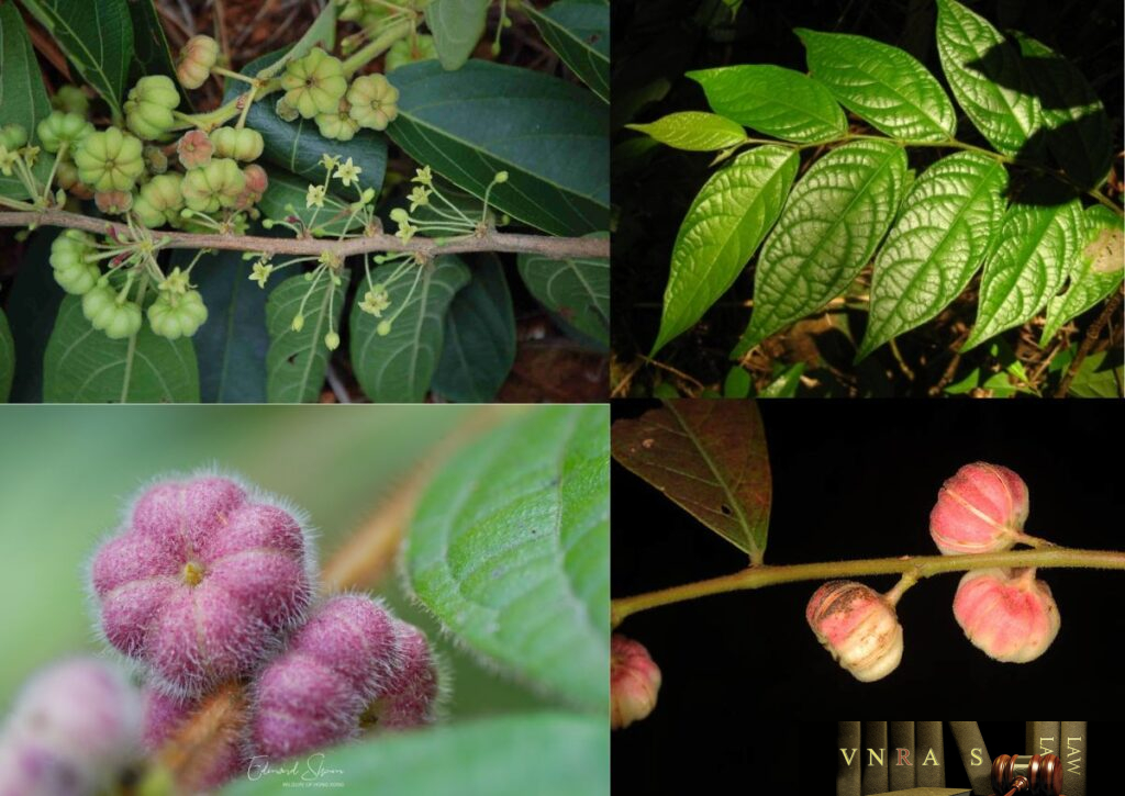 Cây Bòn Bọt (Chè Bọt) - Những cây thuốc và vị thuốc Việt Nam - Đỗ Tất ...