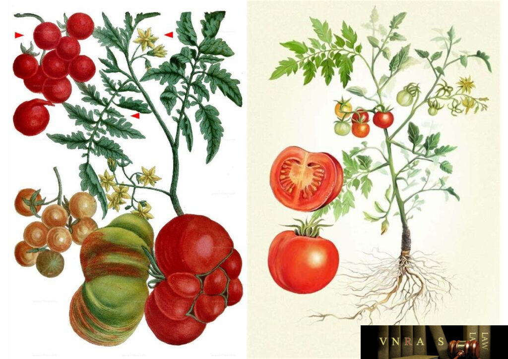 Cây Cà Chua- Những cây thuốc và vị thuốc Việt Nam