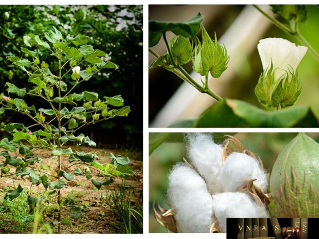 Cây Bông - Những cây thuốc và vị thuốc Việt Nam - Đỗ Tất Lợi