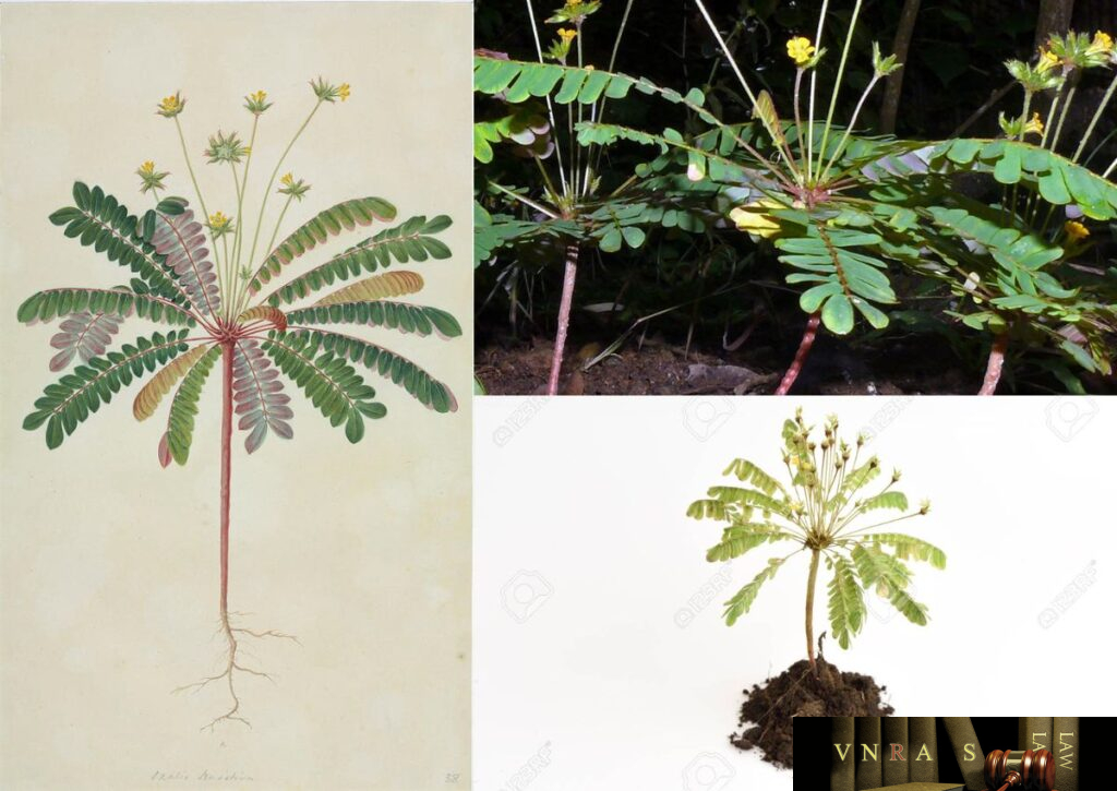 Cây Chua Me Lá Me (Lá Chua Me) - Những cây thuốc và vị thuốc Việt Nam ...