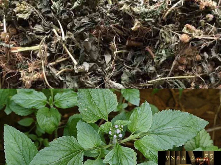 Cây Hoa Cứt Lợn (Cây Hoa Ngũ Sắc) - Những cây thuốc và vị thuốc Việt ...