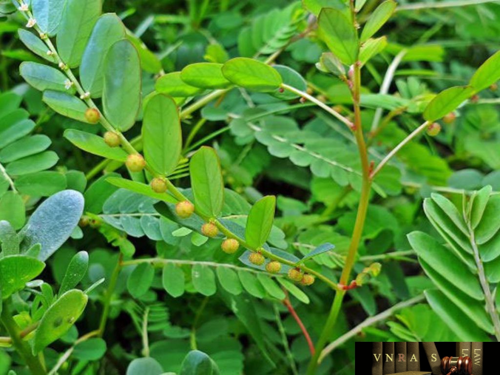 Cây Chó Đẻ Răng Cưa (Diệp Hạ Châu) - Những cây thuốc và vị thuốc Việt ...
