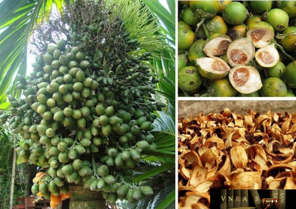 Đại Phúc Bì (Vỏ Quả Cau) - Những cây thuốc và vị thuốc Việt Nam - Đỗ ...