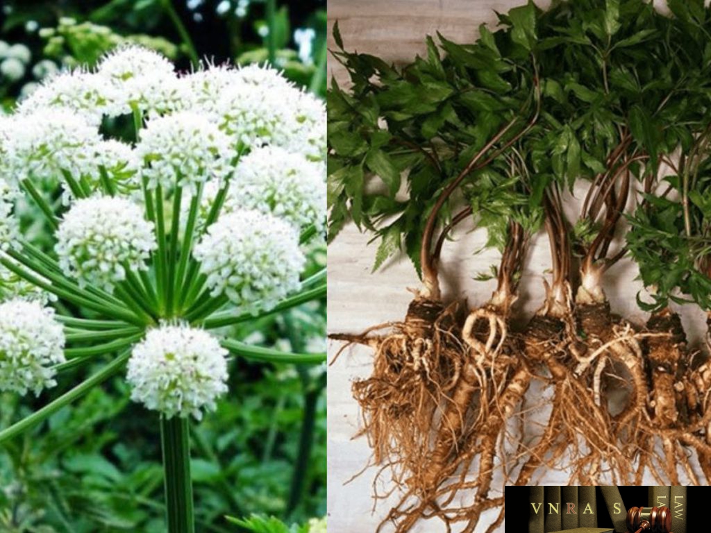 Cây Đương Quy (Tần Quy) - Những cây thuốc và vị thuốc Việt Nam - Đỗ Tất Lợi