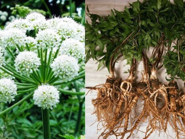 Cây Đương Quy (Tần Quy) - Những cây thuốc và vị thuốc Việt Nam - Đỗ Tất Lợi