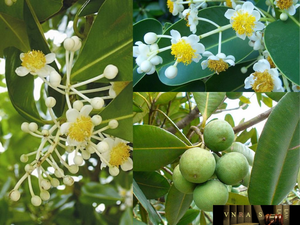 Cây Mù U (Đồng Hồ) - Những cây thuốc và vị thuốc Việt Nam - Đỗ Tất Lợi