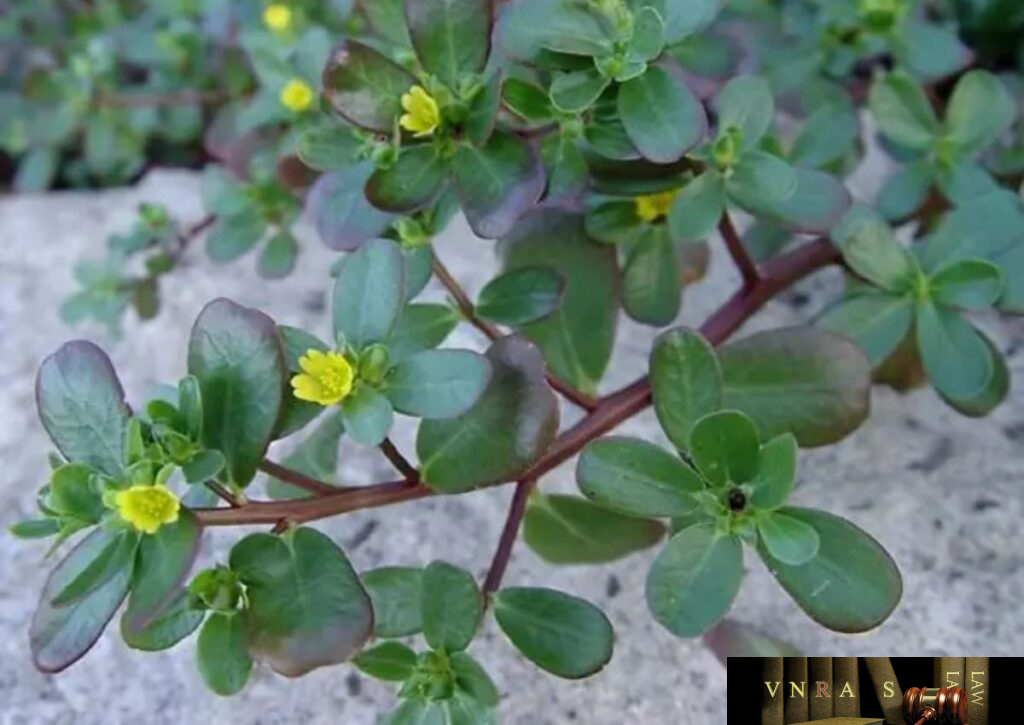 Rau Sam (Mã Xỉ Hiện) - Những cây thuốc và vị thuốc Việt Nam - Đỗ Tất ...