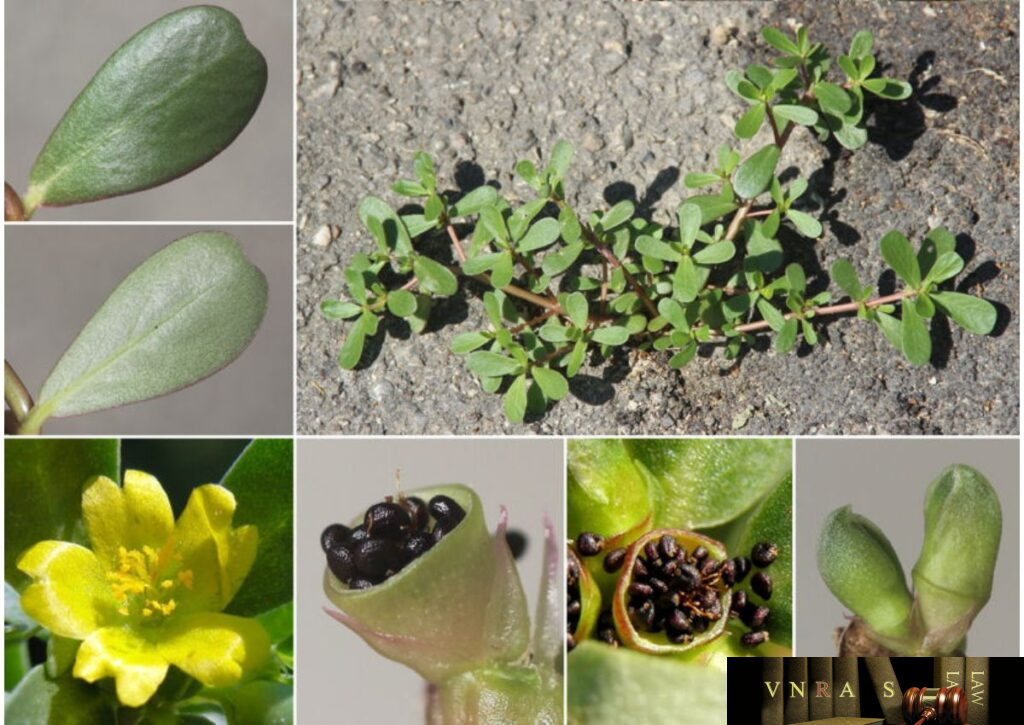 Rau Sam (Mã Xỉ Hiện) - Những cây thuốc và vị thuốc Việt Nam - Đỗ Tất ...