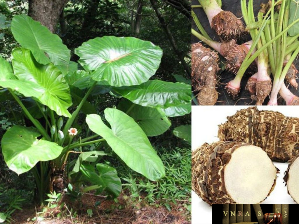 Cây Ráy - Những cây thuốc và vị thuốc Việt Nam - Đỗ Tất Lợi