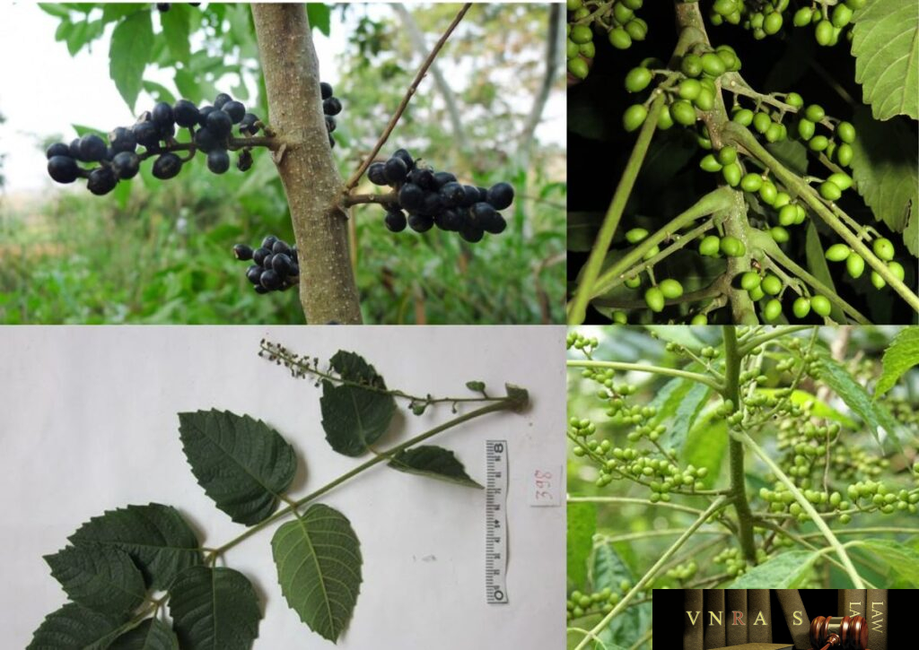 Cây Sầu Đâu Rừng (Nha Đảm Tử) - Những cây thuốc và vị thuốc Việt Nam ...