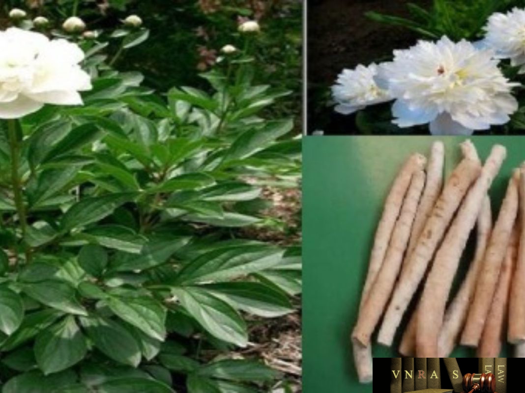 Cây Thược Dược - Những cây thuốc và vị thuốc Việt Nam - Đỗ Tất Lợi