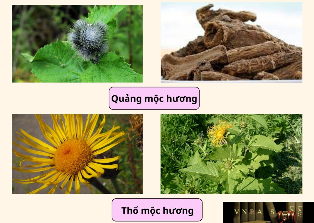Cây Mộc Hương – Những cây thuốc và vị thuốc Việt Nam – Đỗ Tất Lợi ...