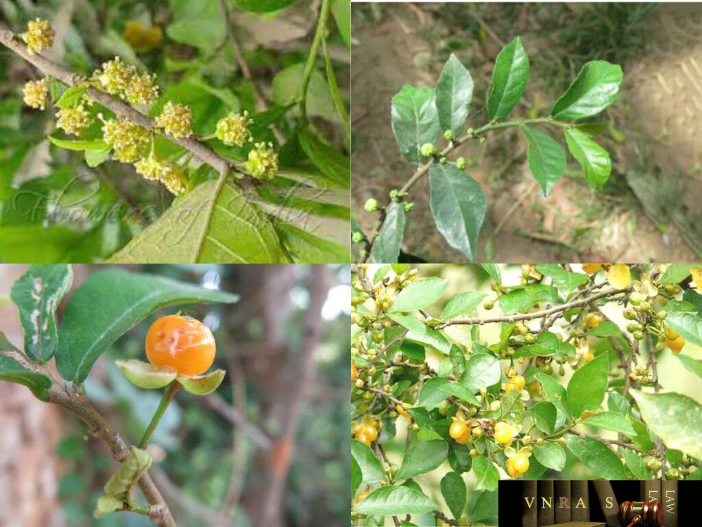 Cây Ruối - Những cây thuốc và vị thuốc Việt Nam - Đỗ Tất Lợi - Vietnam ...