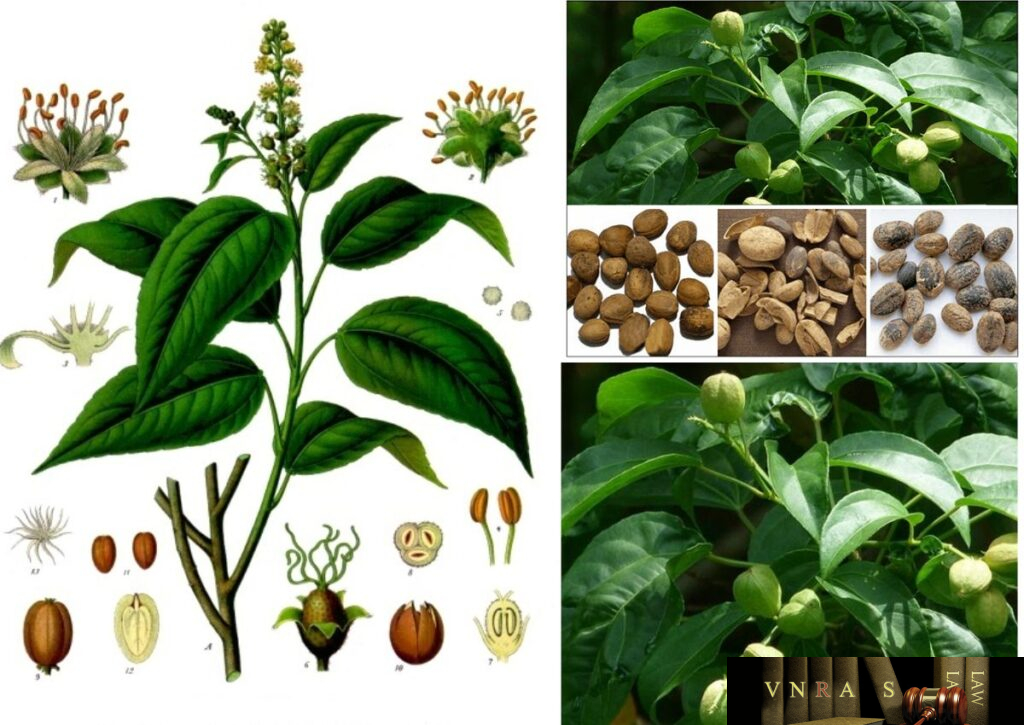 Cây Ba Đậu (Cây Bã Đậu, Cây Mần Để) - Những cây thuốc và vị thuốc Việt ...