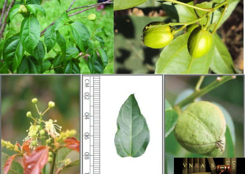 Cây Ba Đậu (Cây Bã Đậu, Cây Mần Để) - Những cây thuốc và vị thuốc Việt ...