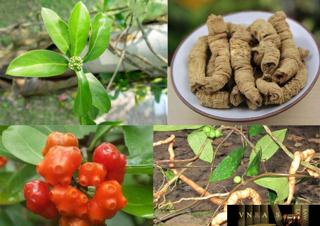 Cây Ba Kích (Ba Kích Thiên, Cây Ruột Gà) - Những cây thuốc và vị thuốc ...