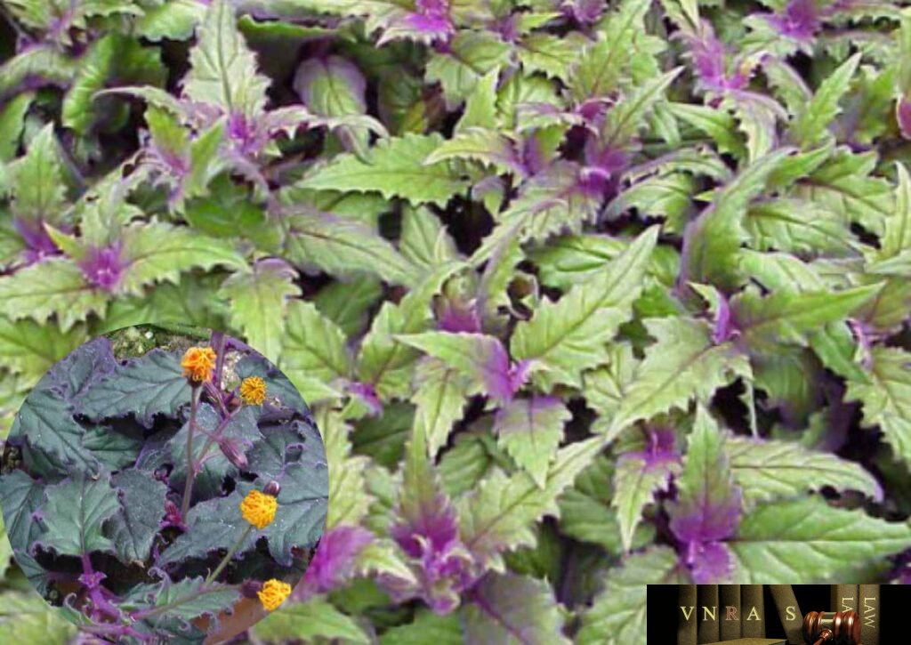 Cây Bầu Đất - Những cây thuốc và vị thuốc Việt Nam - Đỗ Tất Lợi ...