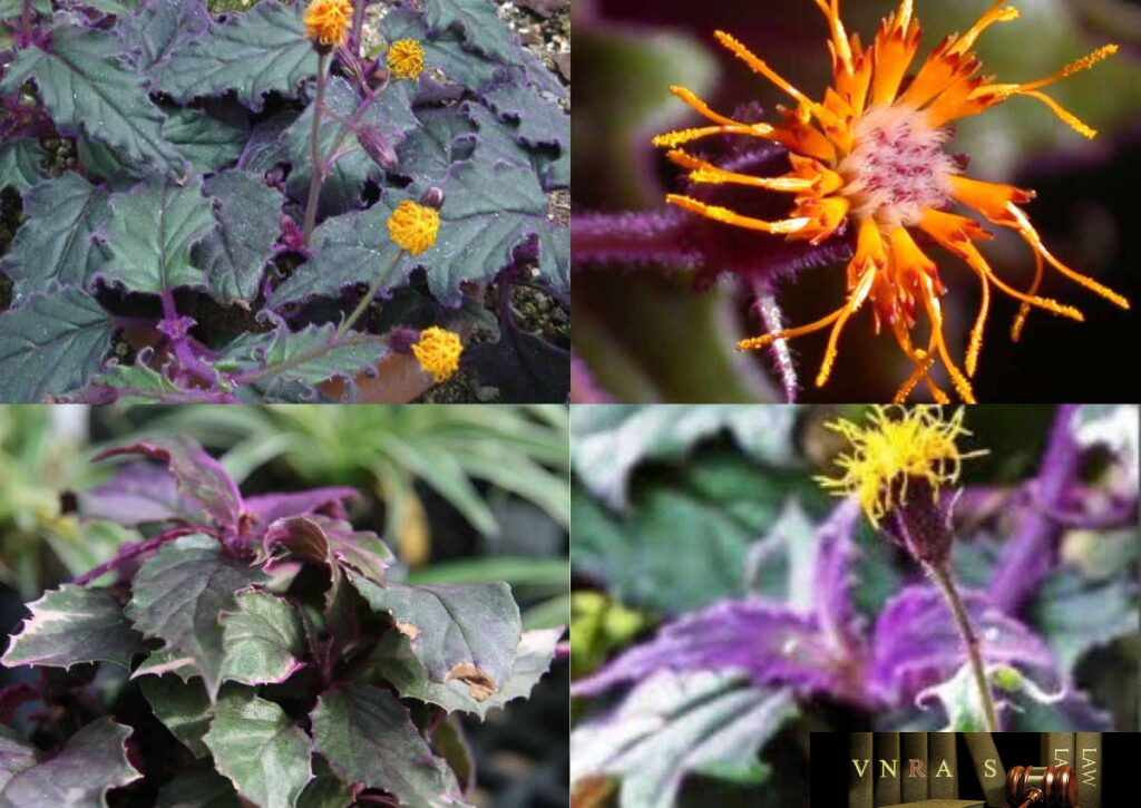 Cây Bầu Đất - Những cây thuốc và vị thuốc Việt Nam - Đỗ Tất Lợi ...