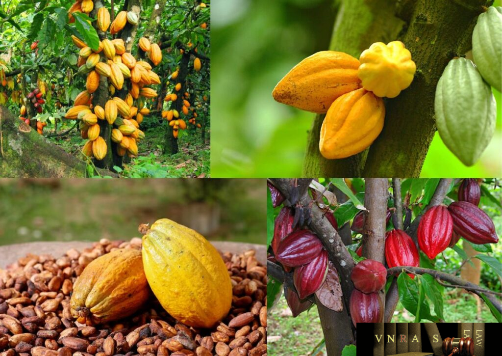 Cây Ca Cao (Cù Lắc) - Những cây thuốc và vị thuốc Việt Nam - Đỗ Tất Lợi ...