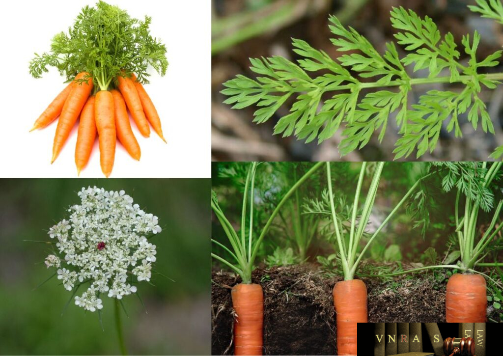 Cây Cà Rốt (Hồ La Bặc) - Những cây thuốc và vị thuốc Việt Nam - Đỗ Tất ...