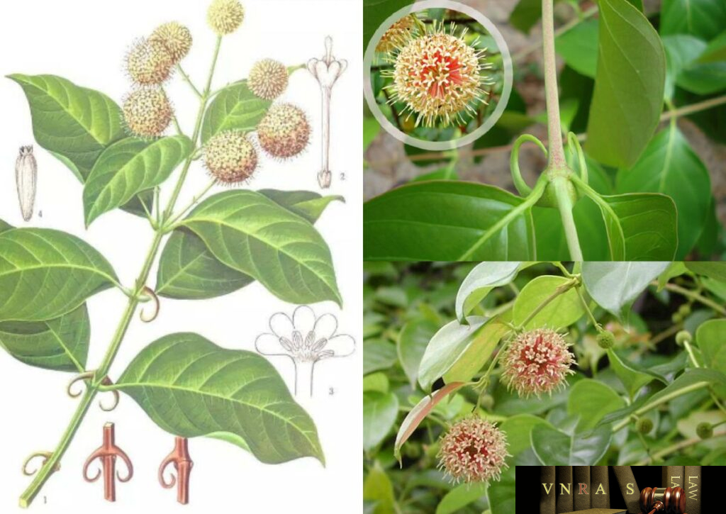 Cây Câu Đằng - Những cây thuốc và vị thuốc Việt Nam - Đỗ Tất Lợi ...