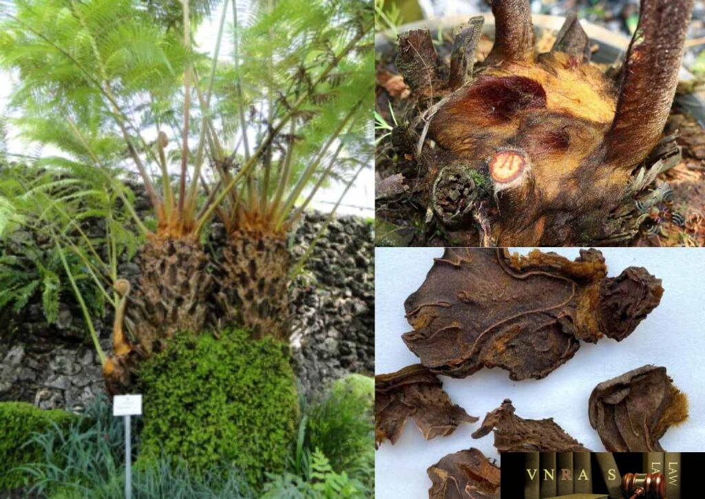 Cây Cẩu Tích ( Cây Lông Cu Ly, Kim Mao Cẩu Tích) - Những cây thuốc và ...