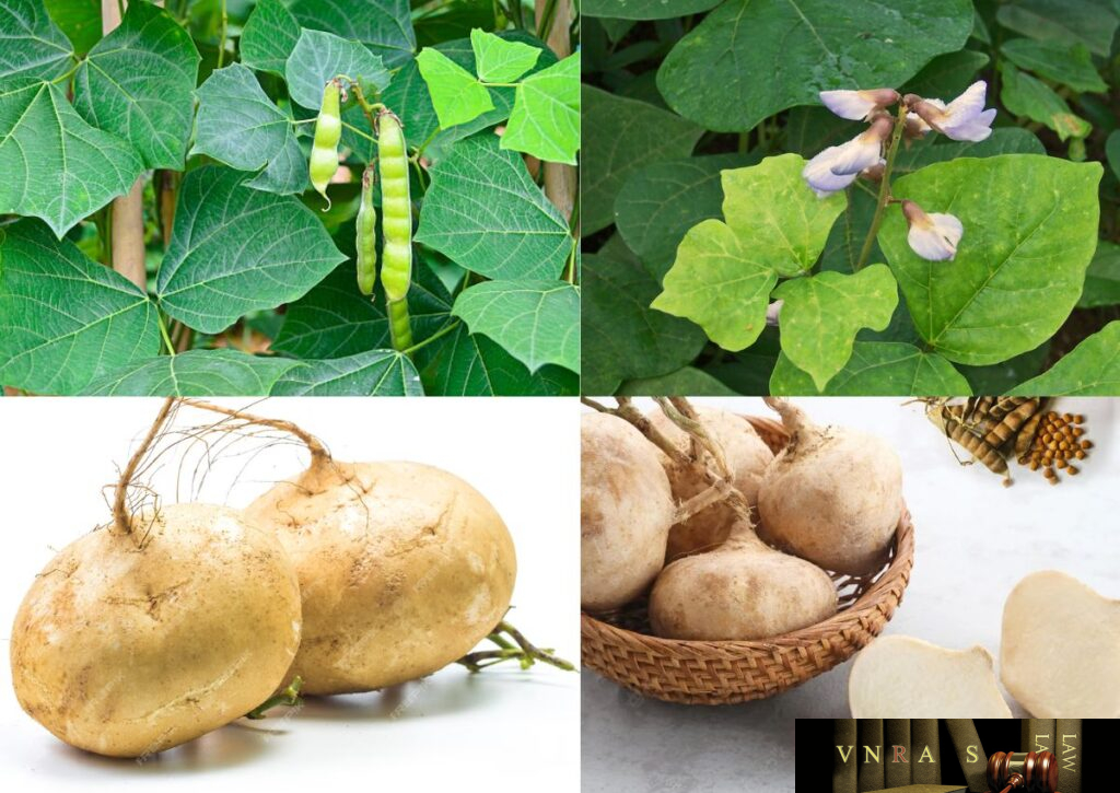 Cây Củ Đậu (Củ Sắn) - Những cây thuốc và vị thuốc Việt Nam - Đỗ Tất Lợi ...