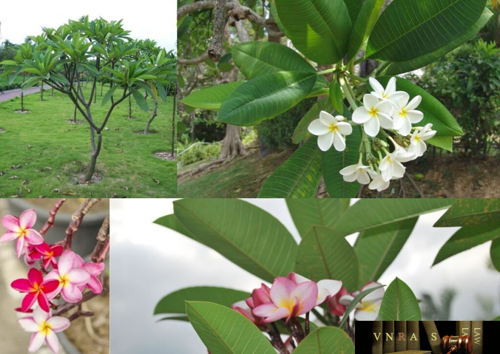 Cây Đại (Cây Hoa Đại, Bông Sứ, Hoa Sứ Trắng, Bông Sứ Đỏ) - Những cây ...