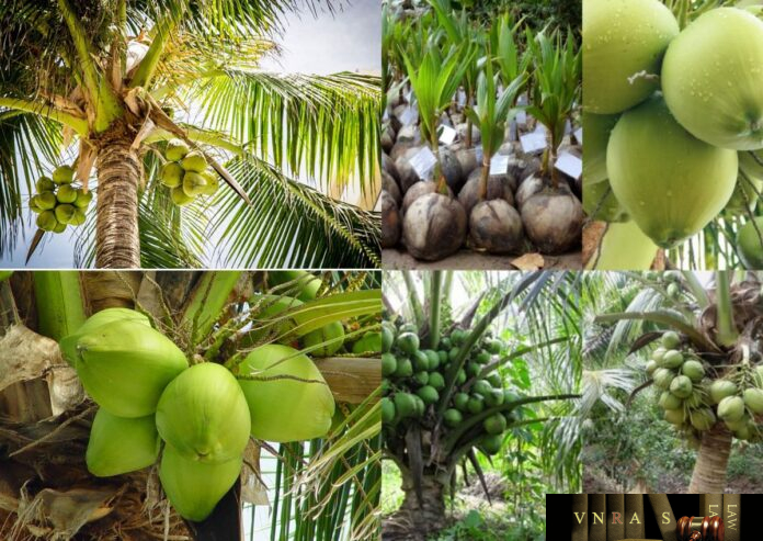 Cây Dừa - Những cây thuốc và vị thuốc Việt Nam - Đỗ Tất Lợi - Vietnam ...