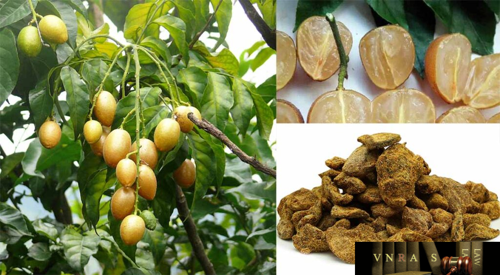 Cây Hồng Bì (Hoàng Bì) – Những cây thuốc và vị thuốc Việt Nam – Đỗ Tất Lợi