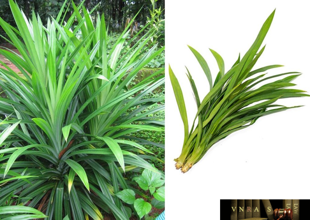 Cây Lá Dứa (Lá Dứa Thơm) - Những cây thuốc và vị thuốc Việt Nam - Đỗ ...