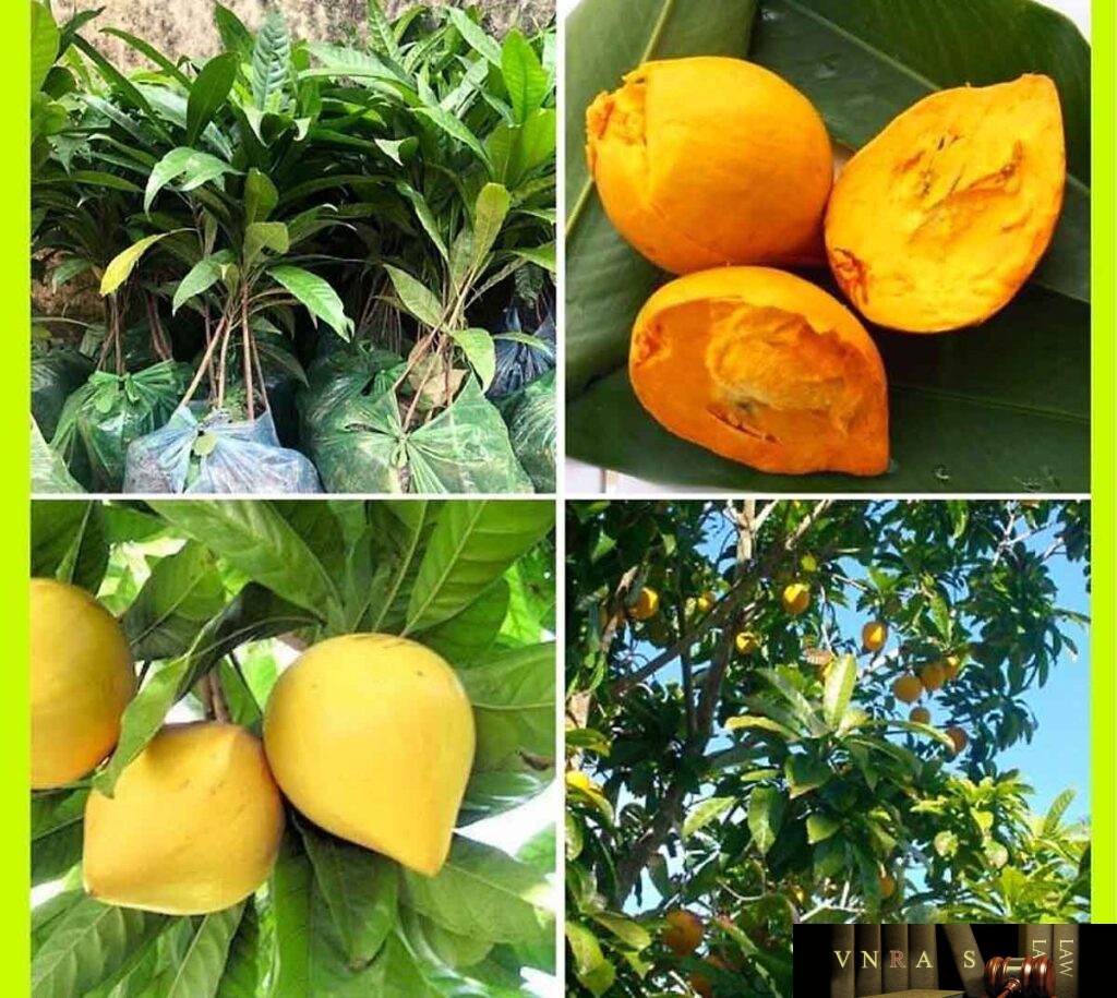 Cây Lêkima (Trứng Gà) – Những cây thuốc và vị thuốc Việt Nam – Đỗ Tất ...