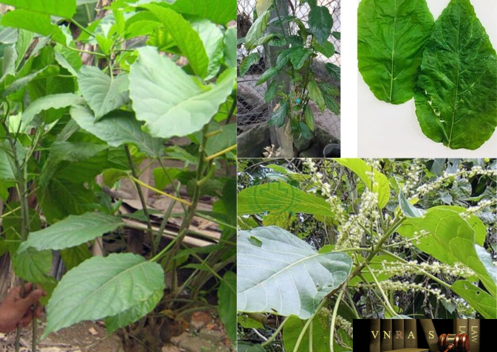 Cây Lộc Mại (Rau Mọi, Lục Mại) - Những cây thuốc và vị thuốc Việt Nam ...