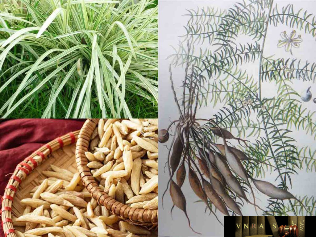 Cây Mạch Môn Đông – Những cây thuốc và vị thuốc Việt Nam – Đỗ Tất Lợi