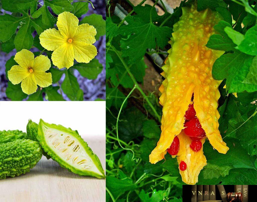 Cây Mướp Đắng (Khổ Qua) – Những cây thuốc và vị thuốc Việt Nam – Đỗ Tất Lợi