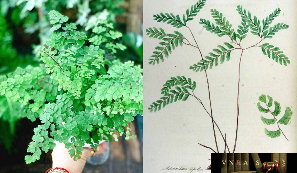 Cây Ráng Trắc (Đuôi Chồn) – Những cây thuốc và vị thuốc Việt Nam – Đỗ ...