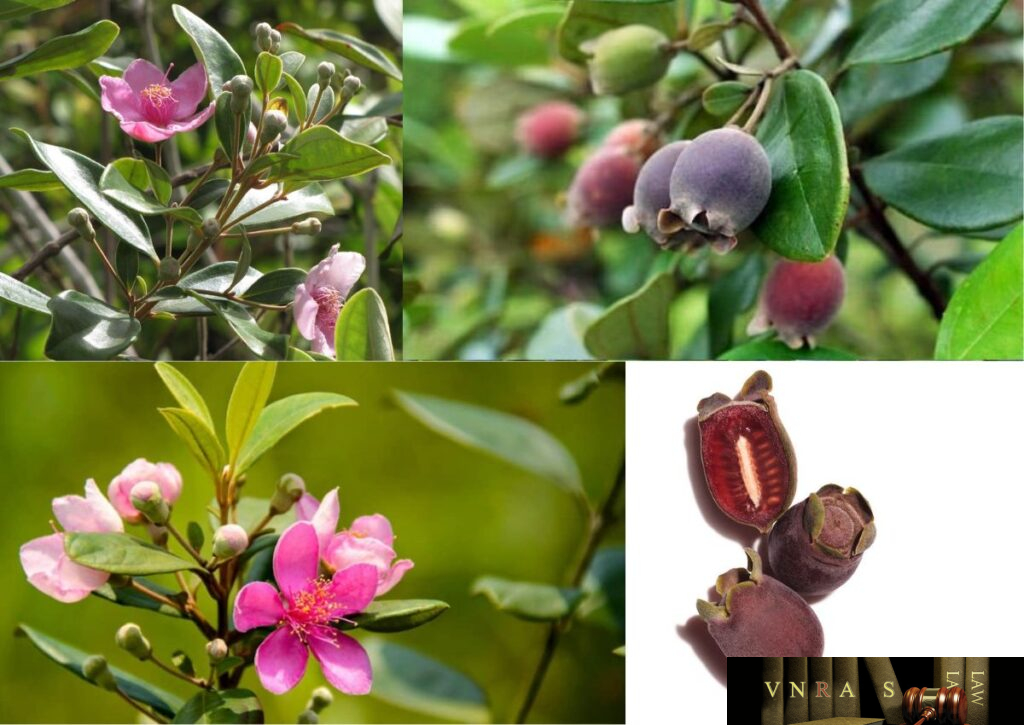 Cây Sim (Cây Đương Lê, Sơn Nhậm) - Những cây thuốc và vị thuốc Việt Nam ...