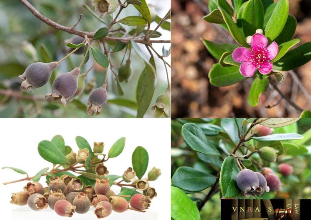 Cây Sim (Cây Đương Lê, Sơn Nhậm) - Những cây thuốc và vị thuốc Việt Nam ...
