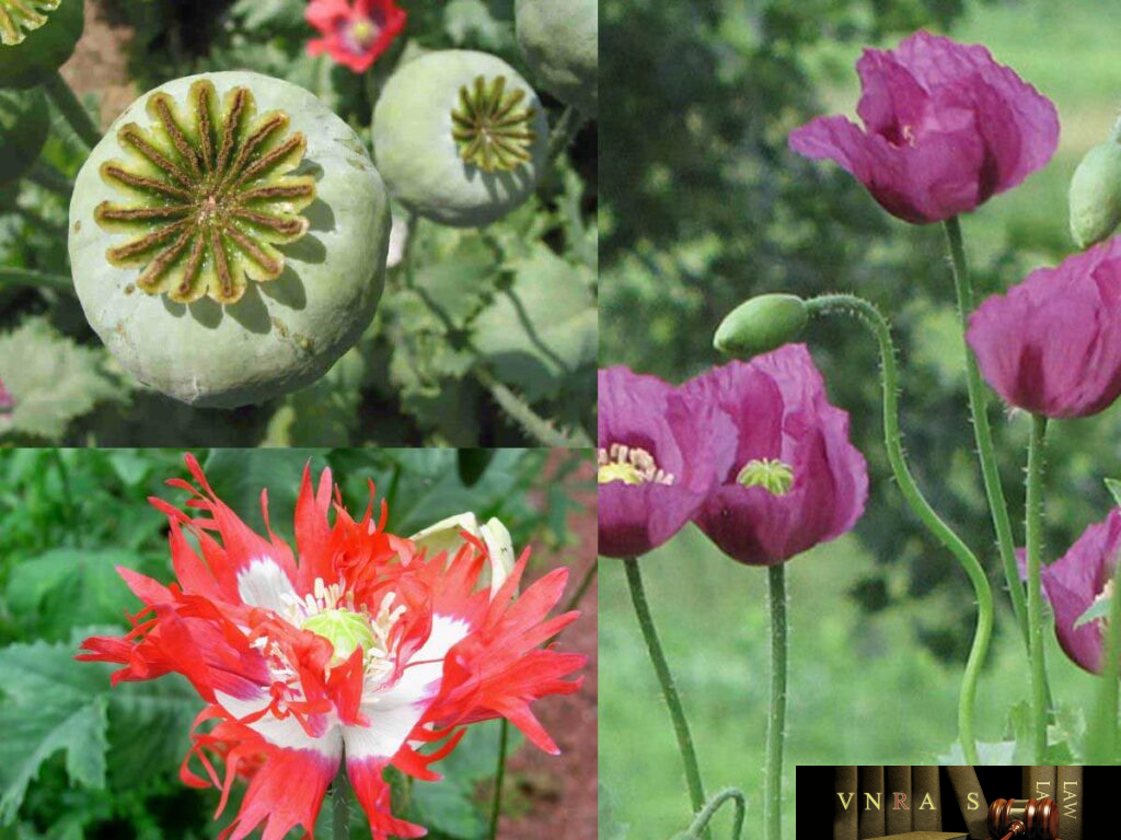 Cây Thuốc Phiện (Anh Túc, A Phiến) - Những cây thuốc và vị thuốc Việt ...