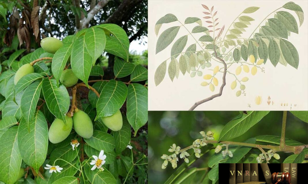 Cây Trám – Những cây thuốc và vị thuốc Việt Nam – Đỗ Tất Lợi