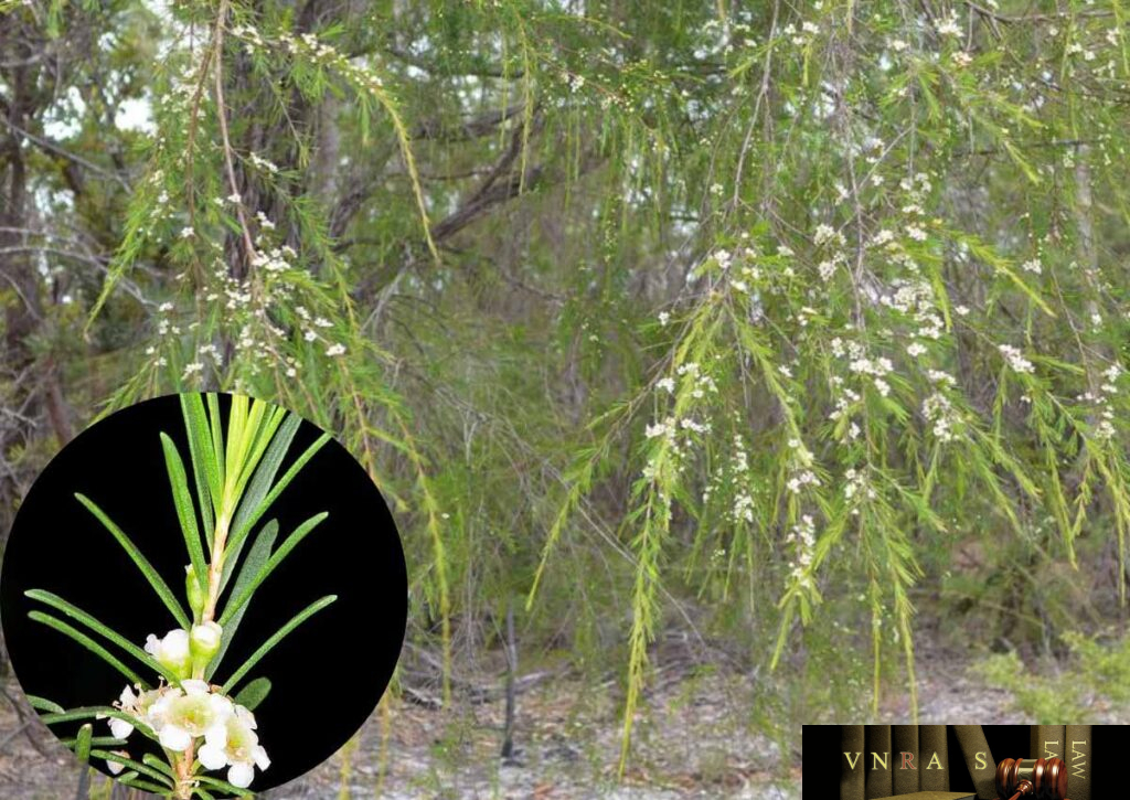 Cây Chổi Xuể (Cây Chổi Sể) - Những cây thuốc và vị thuốc Việt Nam - Đỗ ...