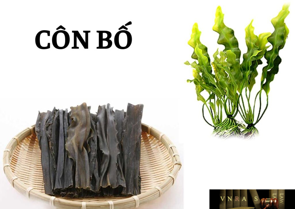 Côn Bố (Hải Đới, Nga Chưởng Thái) - Những cây thuốc và vị thuốc Việt ...