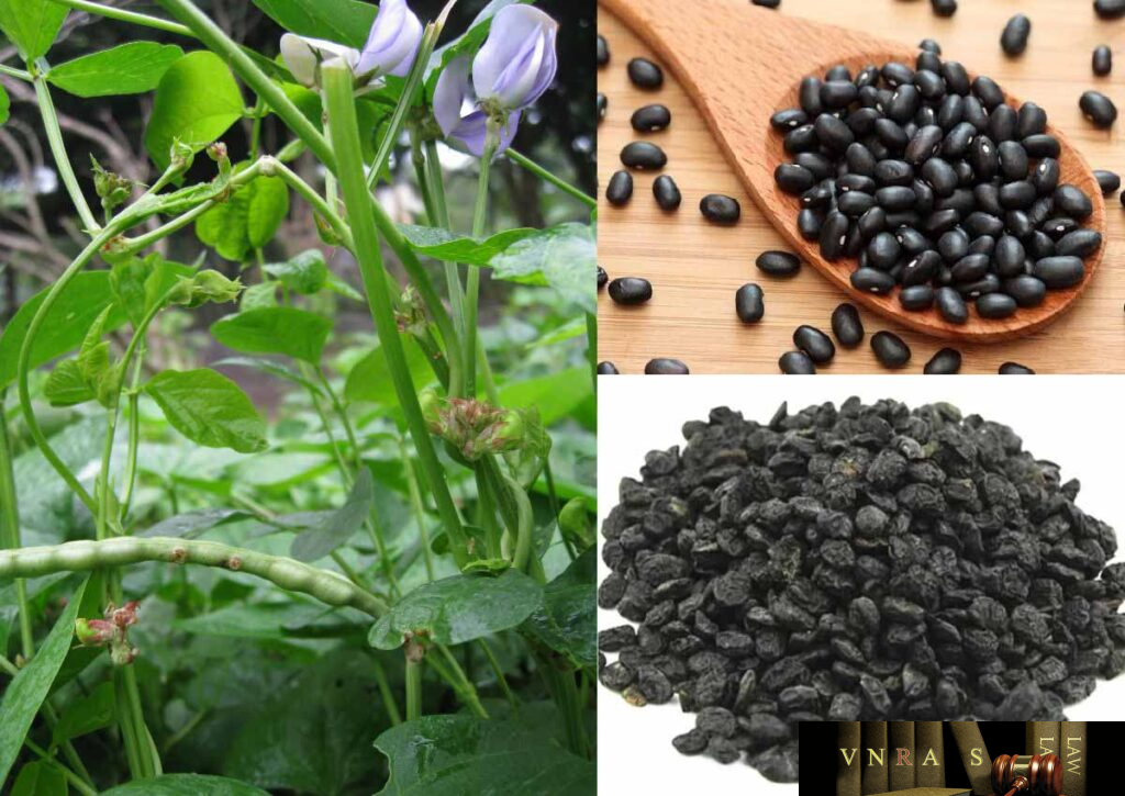 Đậu Sị (Đạm Đậu Sị) - Những cây thuốc và vị thuốc Việt Nam - Đỗ Tất Lợi ...