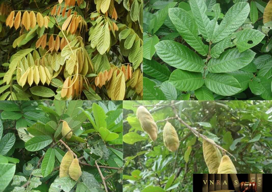 Dây Thuốc Cá (Dây Duốc Cá, Dây Mật) - Những cây thuốc và vị thuốc Việt ...