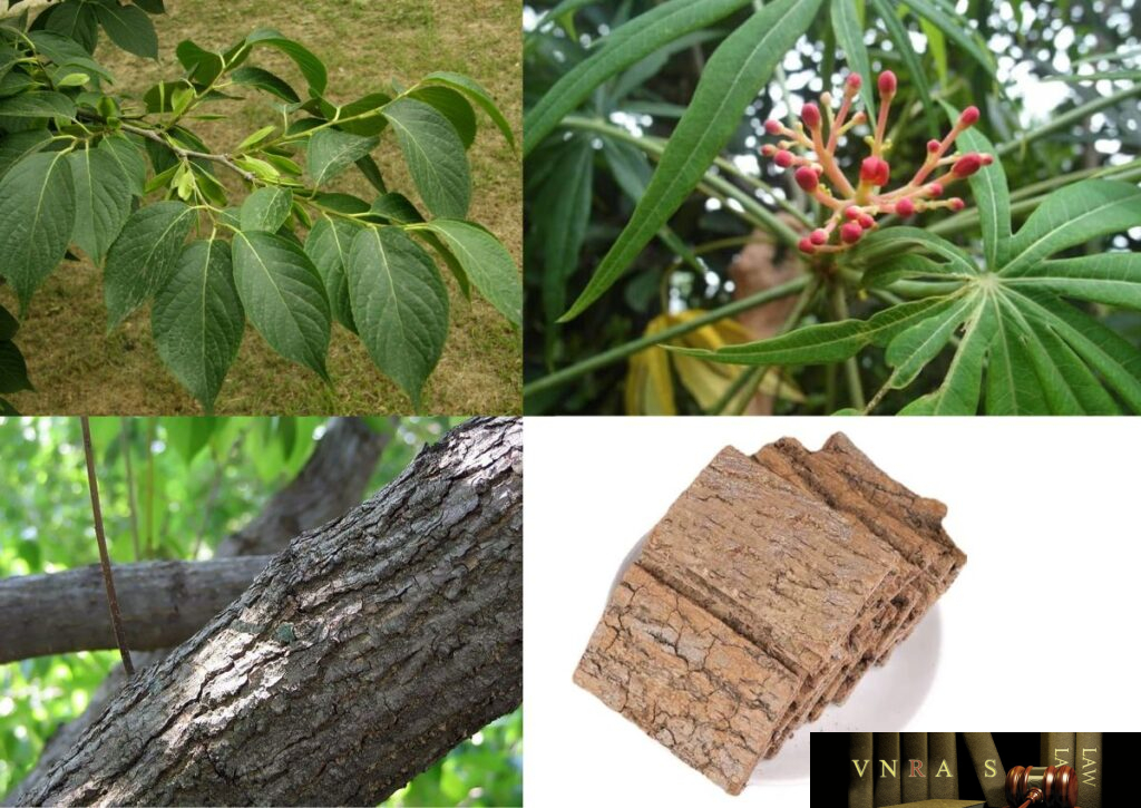 Cây Đỗ Trọng - Những cây thuốc và vị thuốc Việt Nam - Đỗ Tất Lợi ...