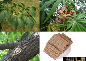 Cây Đỗ Trọng - Những cây thuốc và vị thuốc Việt Nam - Đỗ Tất Lợi ...