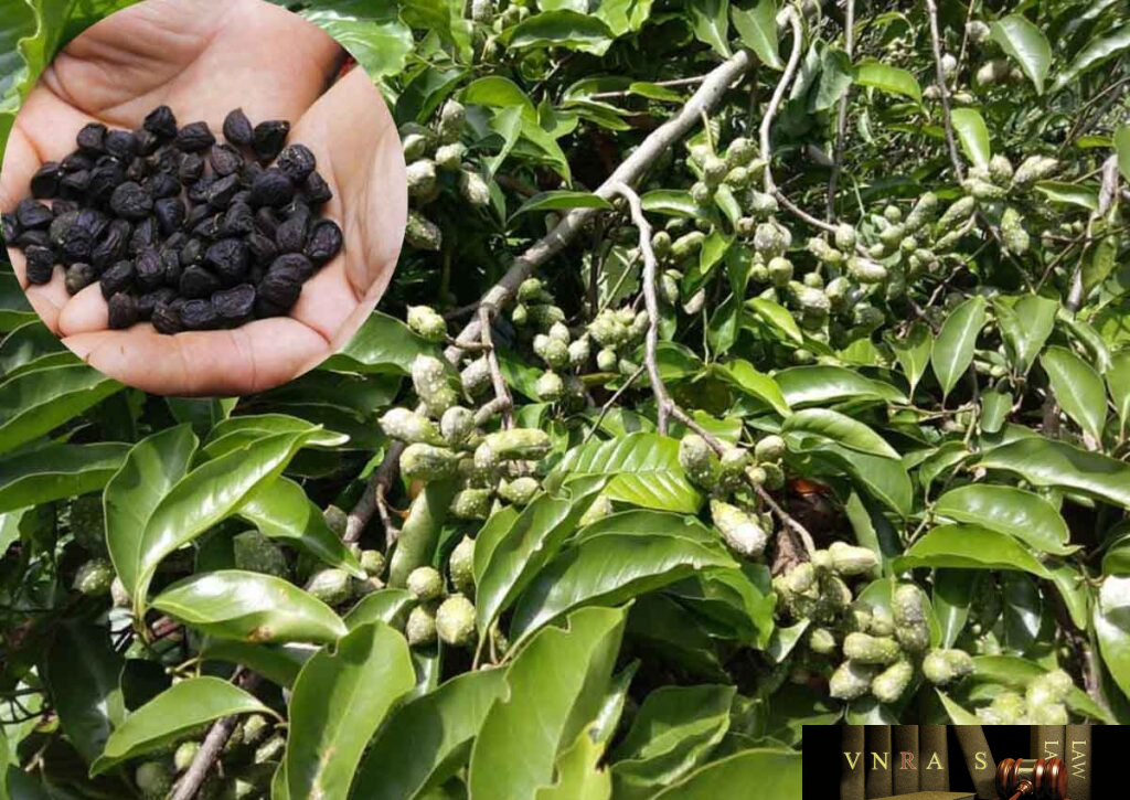 Cây Giổi (Hạt Giổi) - Những cây thuốc và vị thuốc Việt Nam - Đỗ Tất Lợi ...