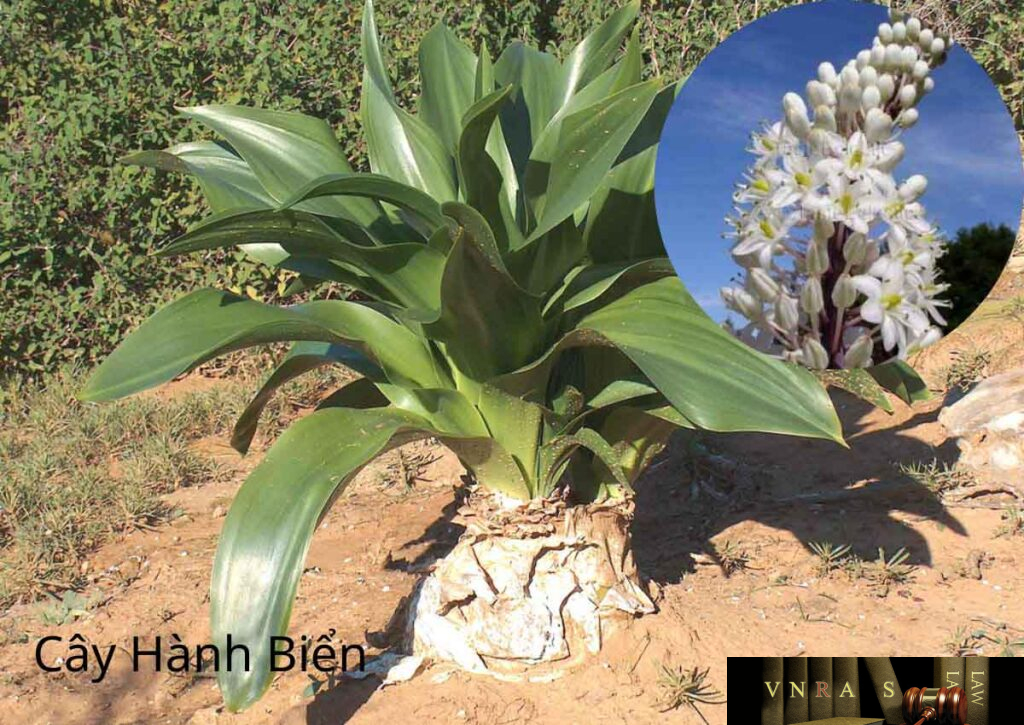 Cây Hành Biển - Những cây thuốc và vị thuốc Việt Nam - Đỗ Tất Lợi ...